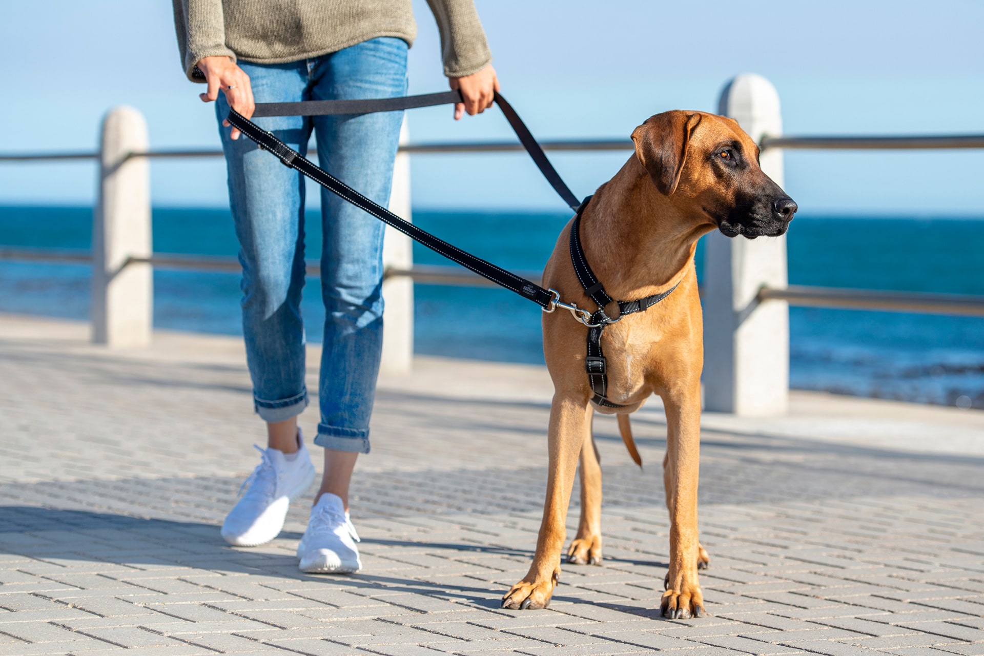 Rogz Geschichte - wie alles begann